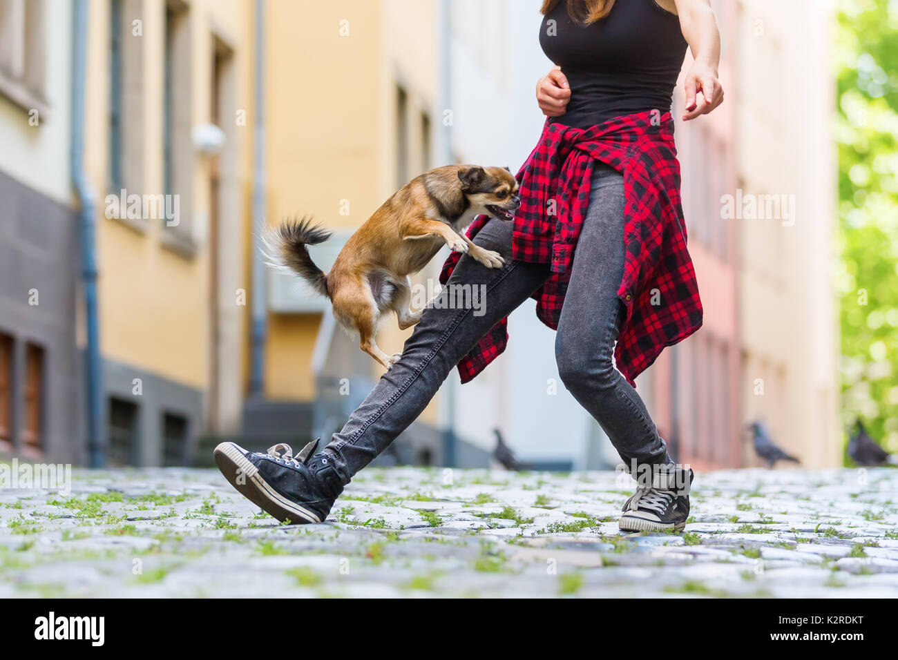 picture of a young woman who lets her small dog jumping over the leg ...