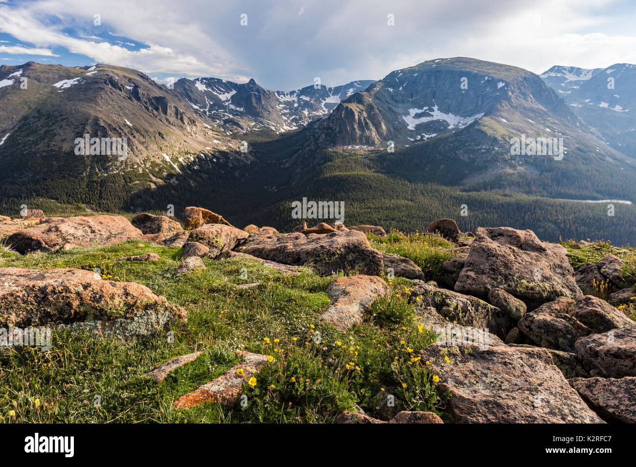 Wildflowers by the road hi-res stock photography and images - Alamy