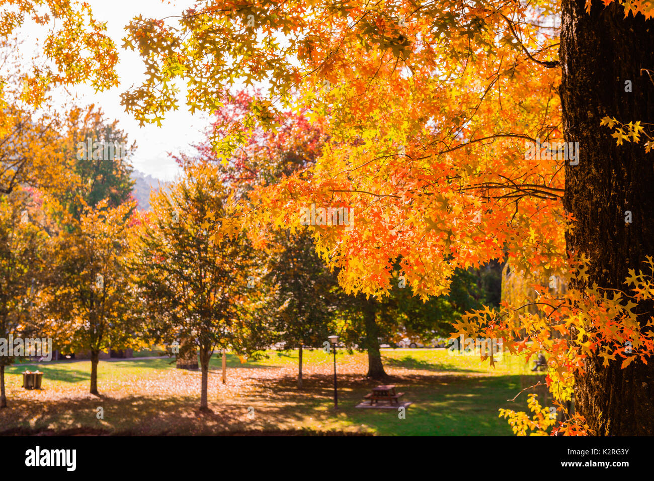stunning autumn scene in a park in Bright, Victoria Stock Photo - Alamy