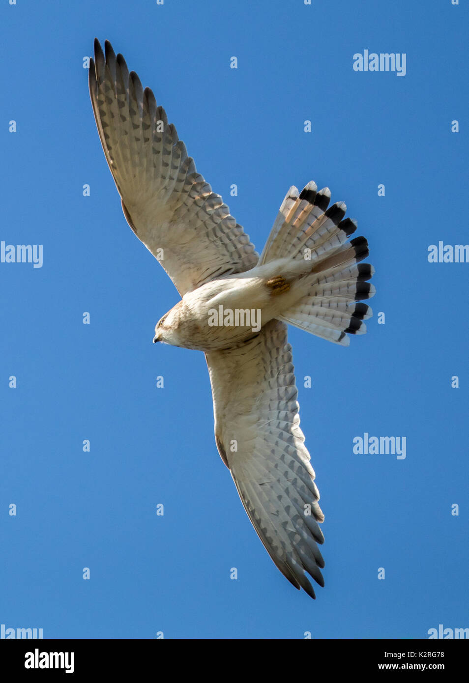 Falco Cenchroides High Resolution Stock Photography and Images - Alamy