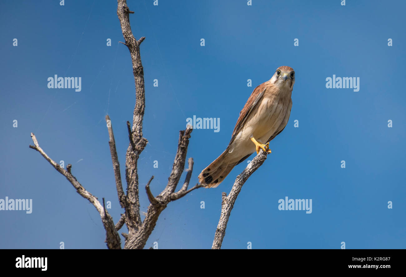 Falco Cenchroides High Resolution Stock Photography and Images - Alamy