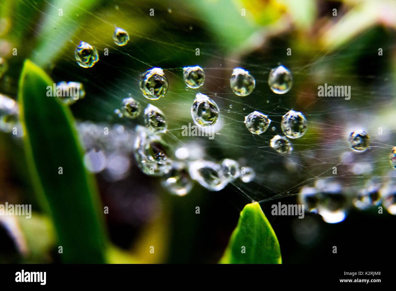 rain drops caught in a spider web on a rainy day in Oiso, Japan Stock ...
