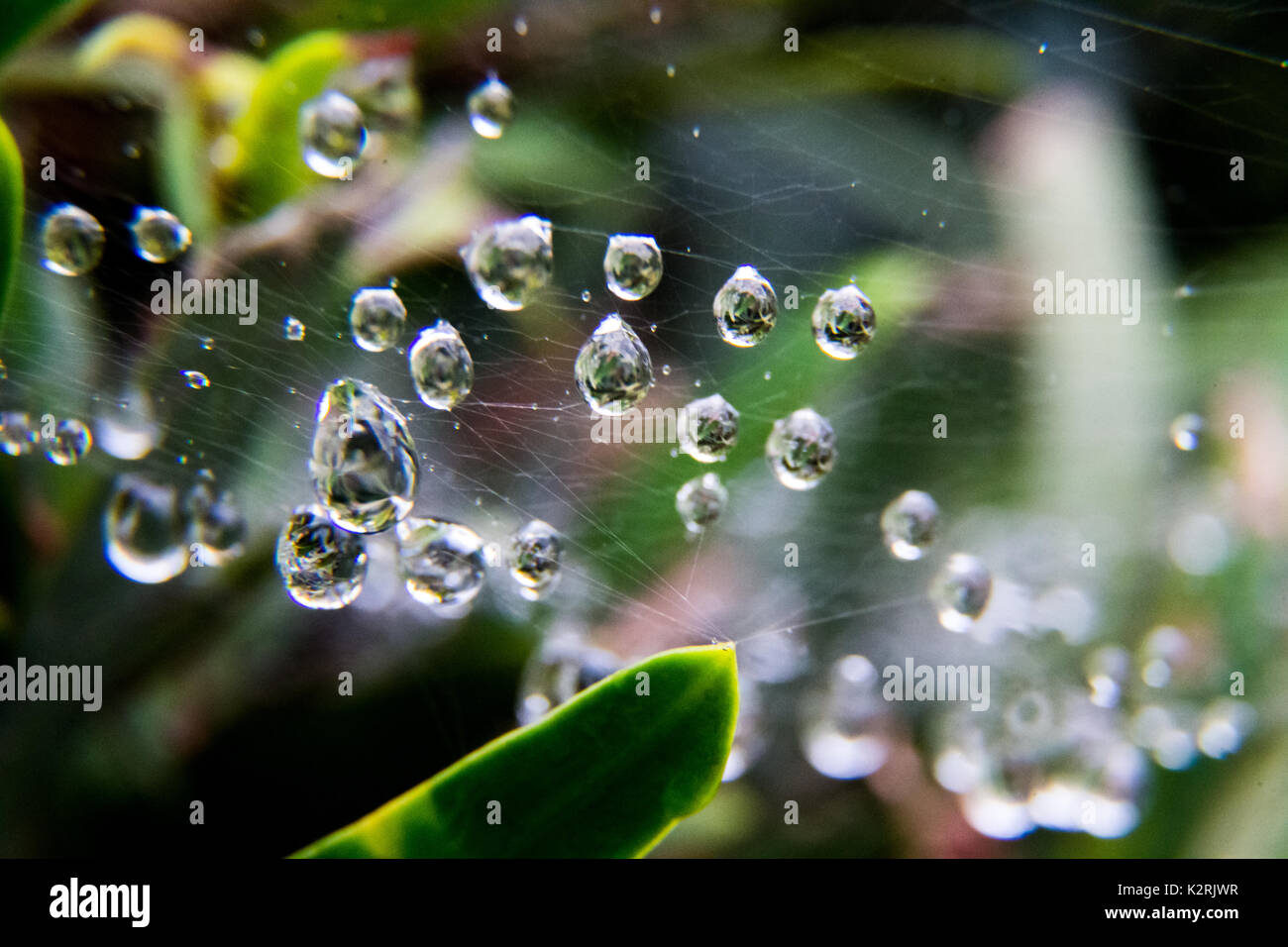 rain drops caught in a spider web on a rainy day in Oiso, Japan Stock ...
