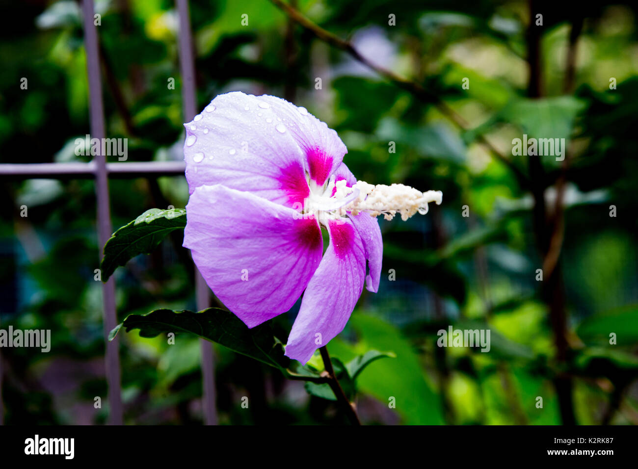 Oiso kanagawa japan hi-res stock photography and images - Alamy