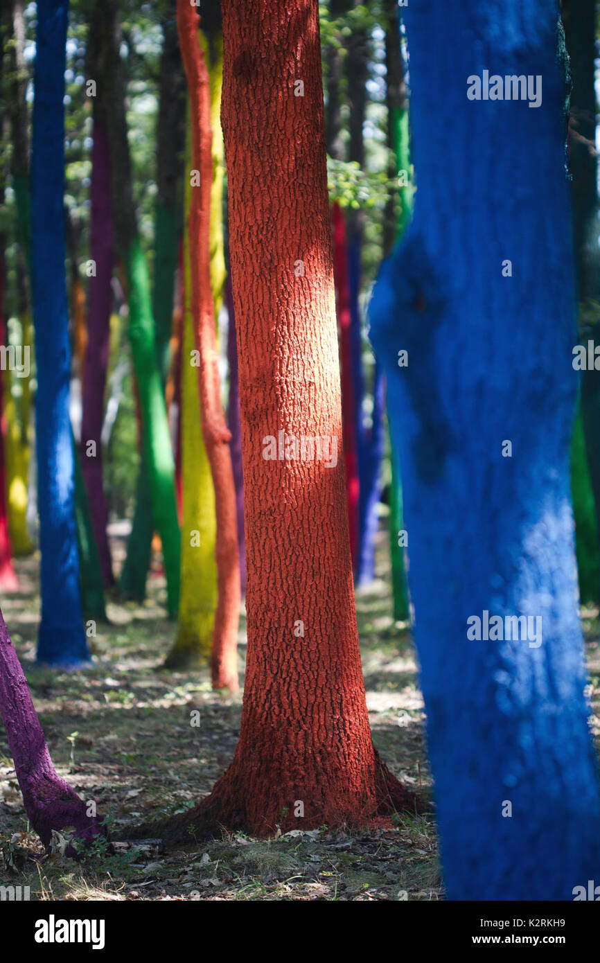 colorful forest with tree bark painted in many colors Stock Photo - Alamy