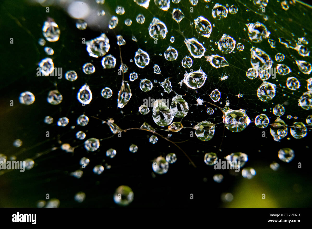 rain drops caught in a spider web on a rainy day in Oiso, Japan Stock ...