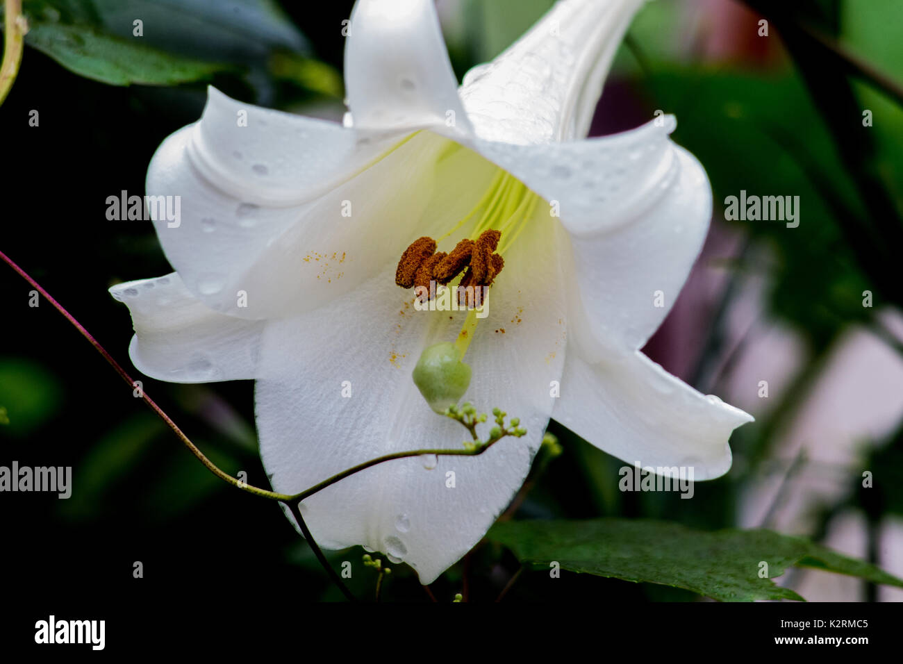 A white bell flower blooms in a garden in Oiso, Japan Stock Photo - Alamy