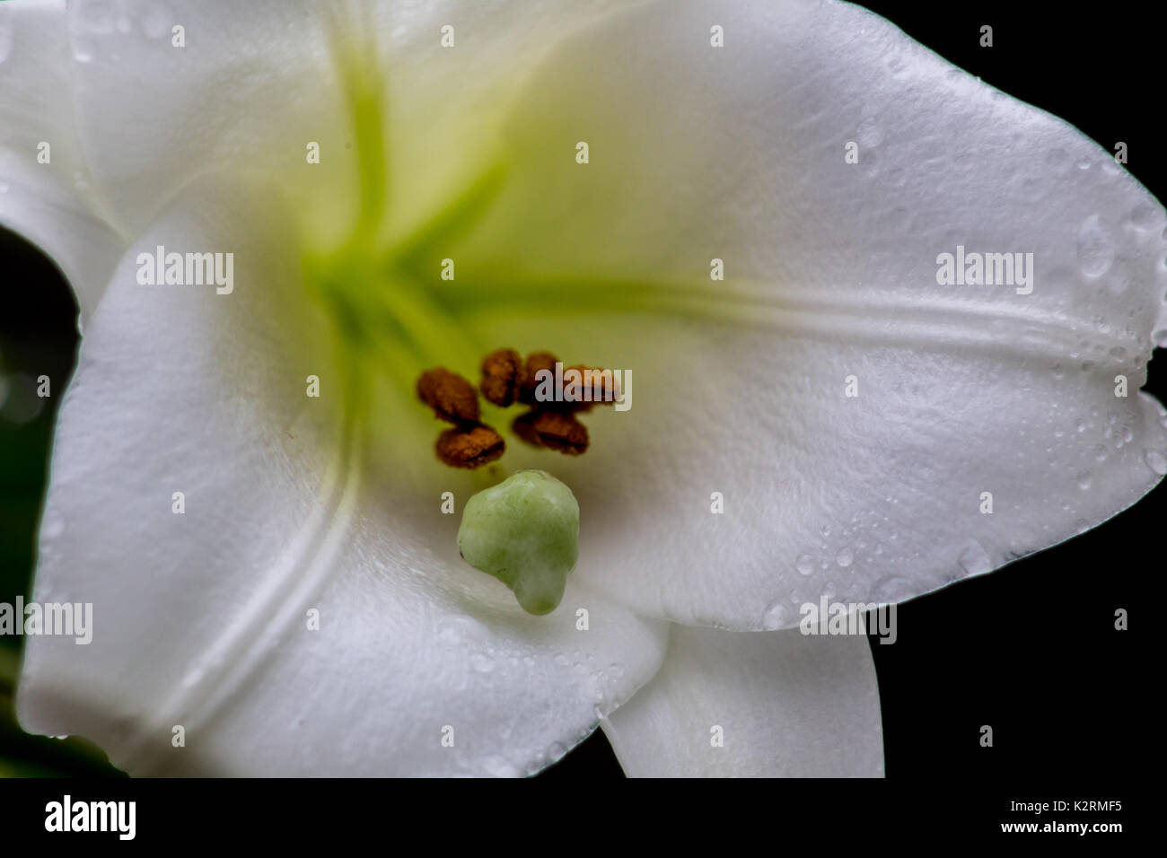 Looking down a large white flower on a walk in Oiso, Japan Stock Photo ...