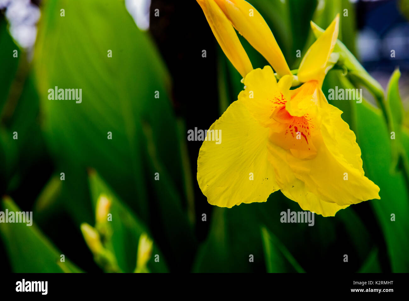 A yellow flower blooms on the side of a road in Oiso, Japan Stock Photo ...