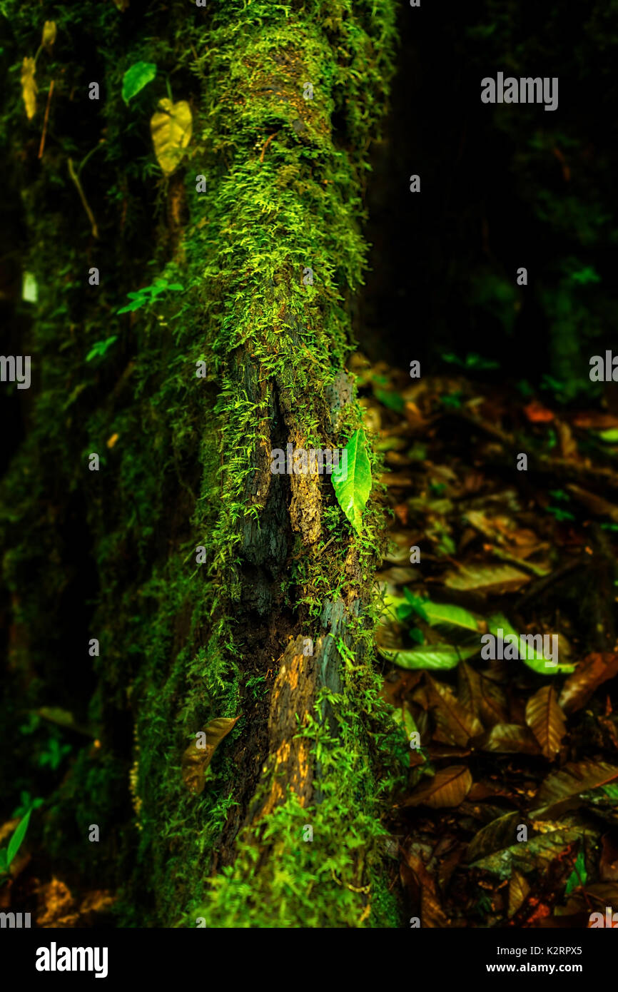 Small plants in Kew Mae Pan Nature Trail located at Chiang Mai ...