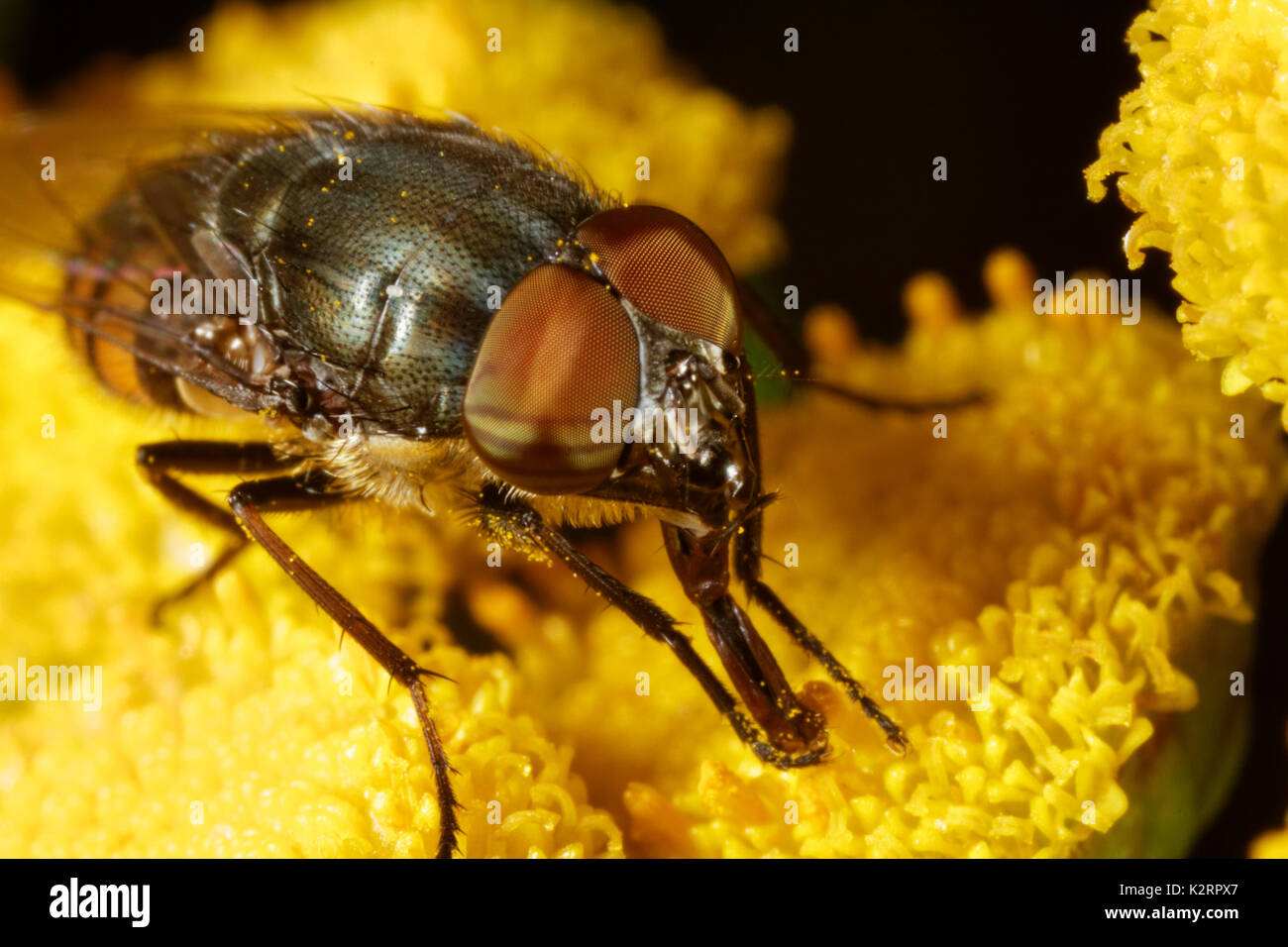 The fly pollinating the flower Stock Photo - Alamy