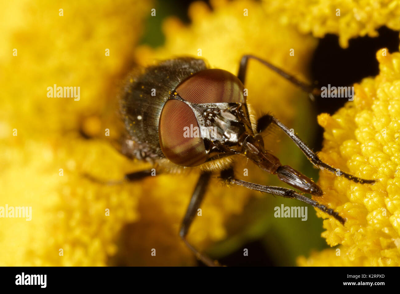 The fly pollinating the flower Stock Photo - Alamy