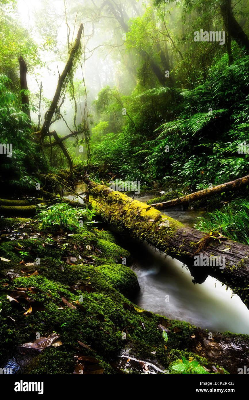 Landscape in Kew Mae Pan Nature Trail located at Chiang Mai Stock Photo ...