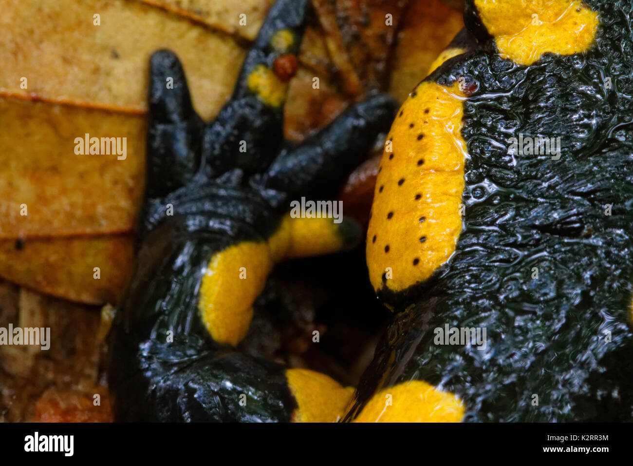 The detail of the fire salamander's head in the forest Stock Photo - Alamy