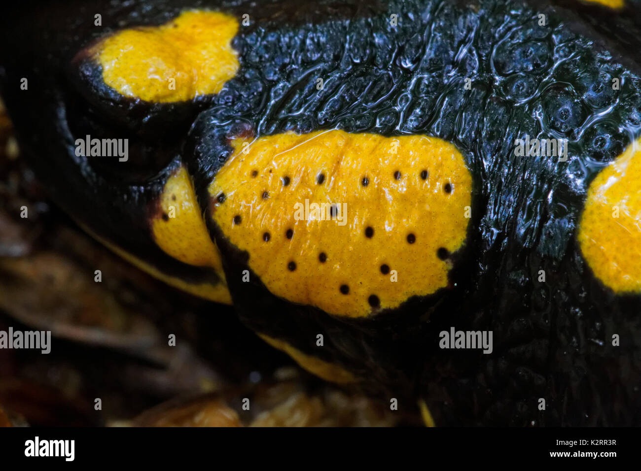 The detail of the fire salamander's head in the forest Stock Photo - Alamy