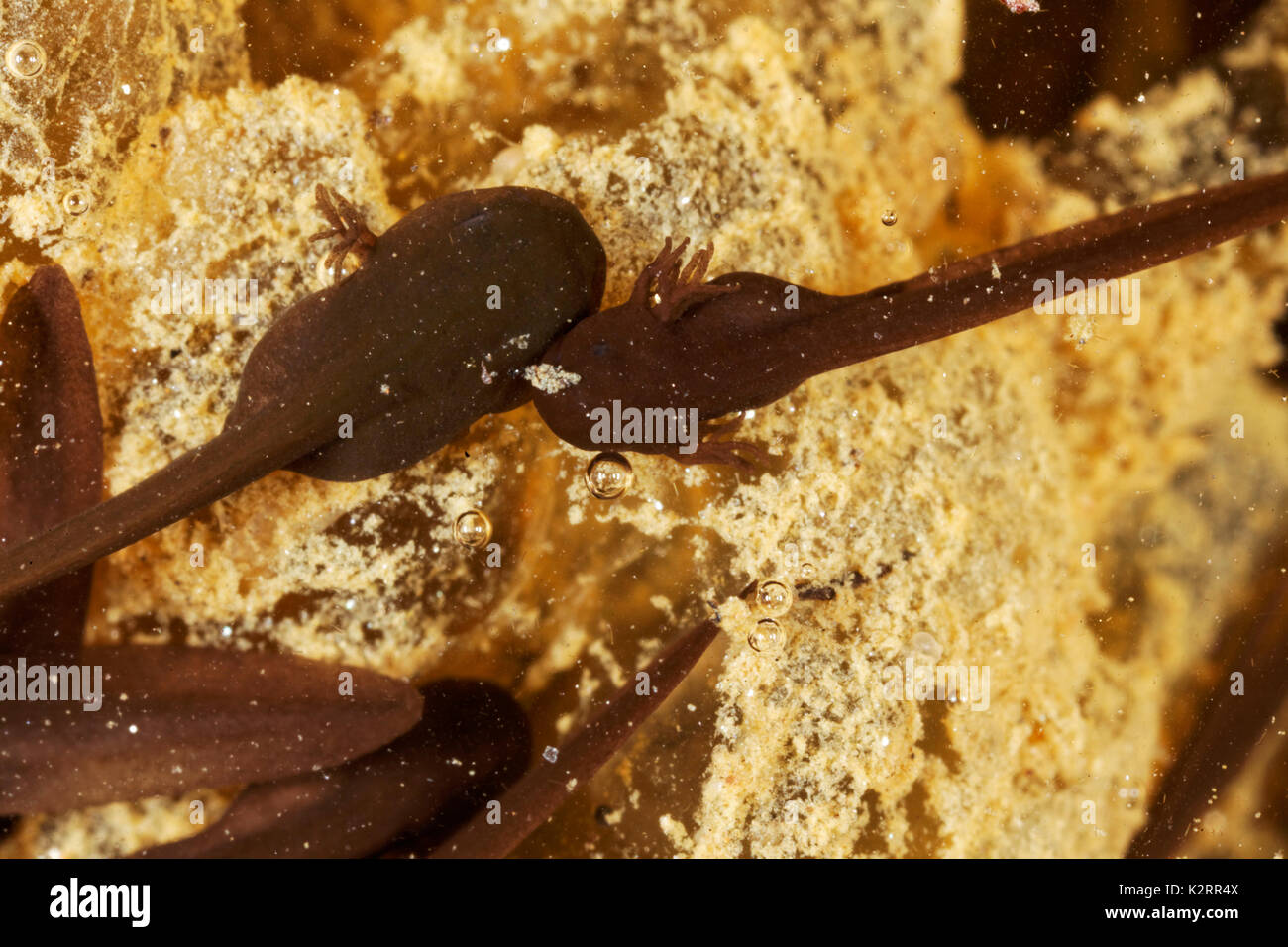 Amphibian larva hi-res stock photography and images - Alamy