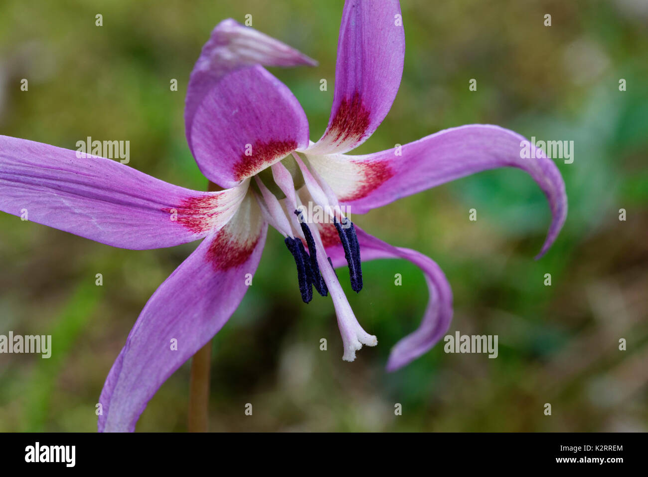 The dog's-tooth-violet flower in early spring Stock Photo - Alamy