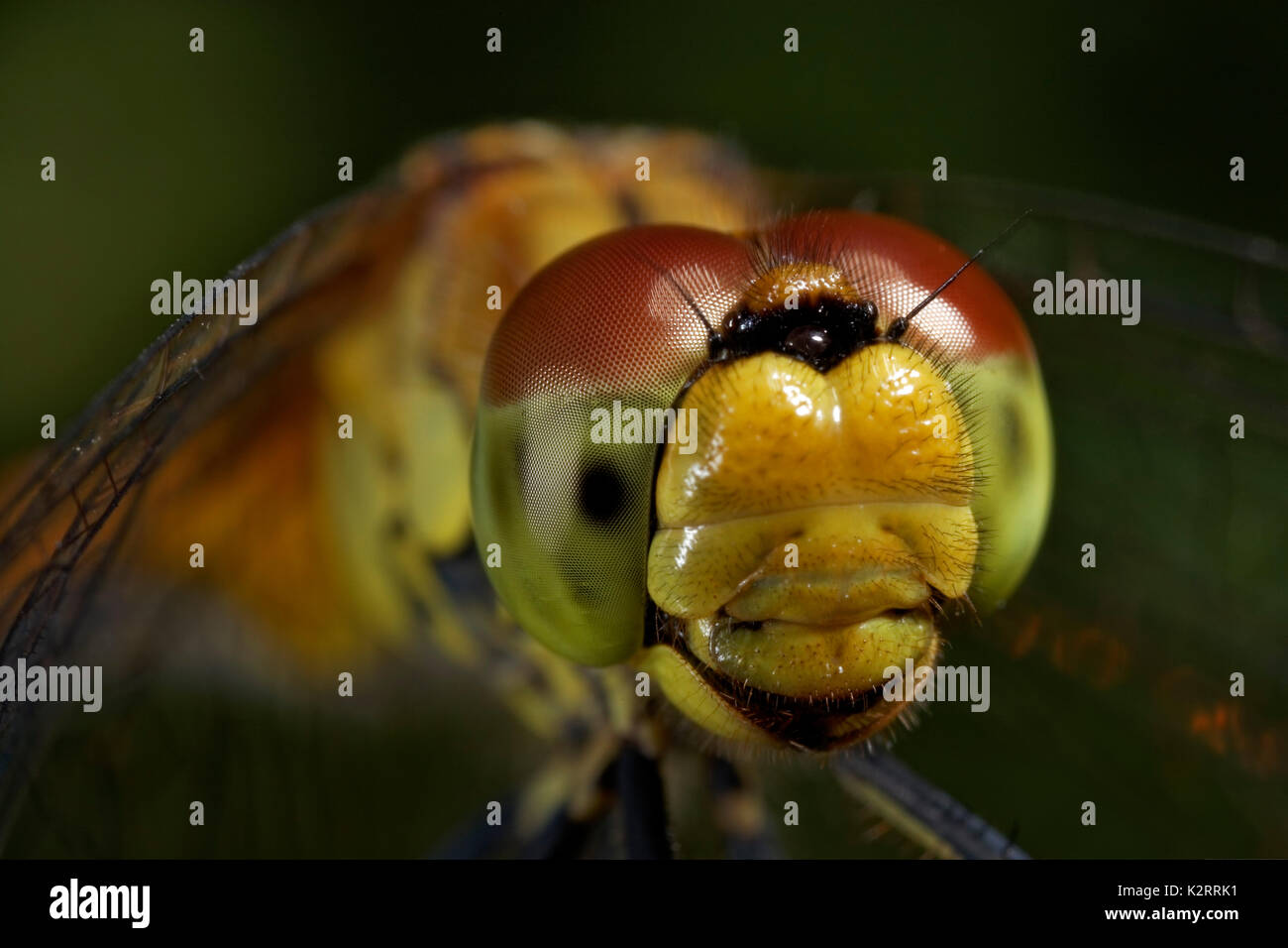 Close up dragonfly hi-res stock photography and images - Alamy