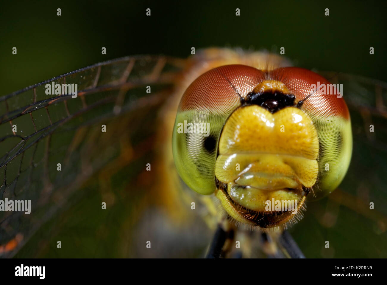Close up dragonfly hi-res stock photography and images - Alamy