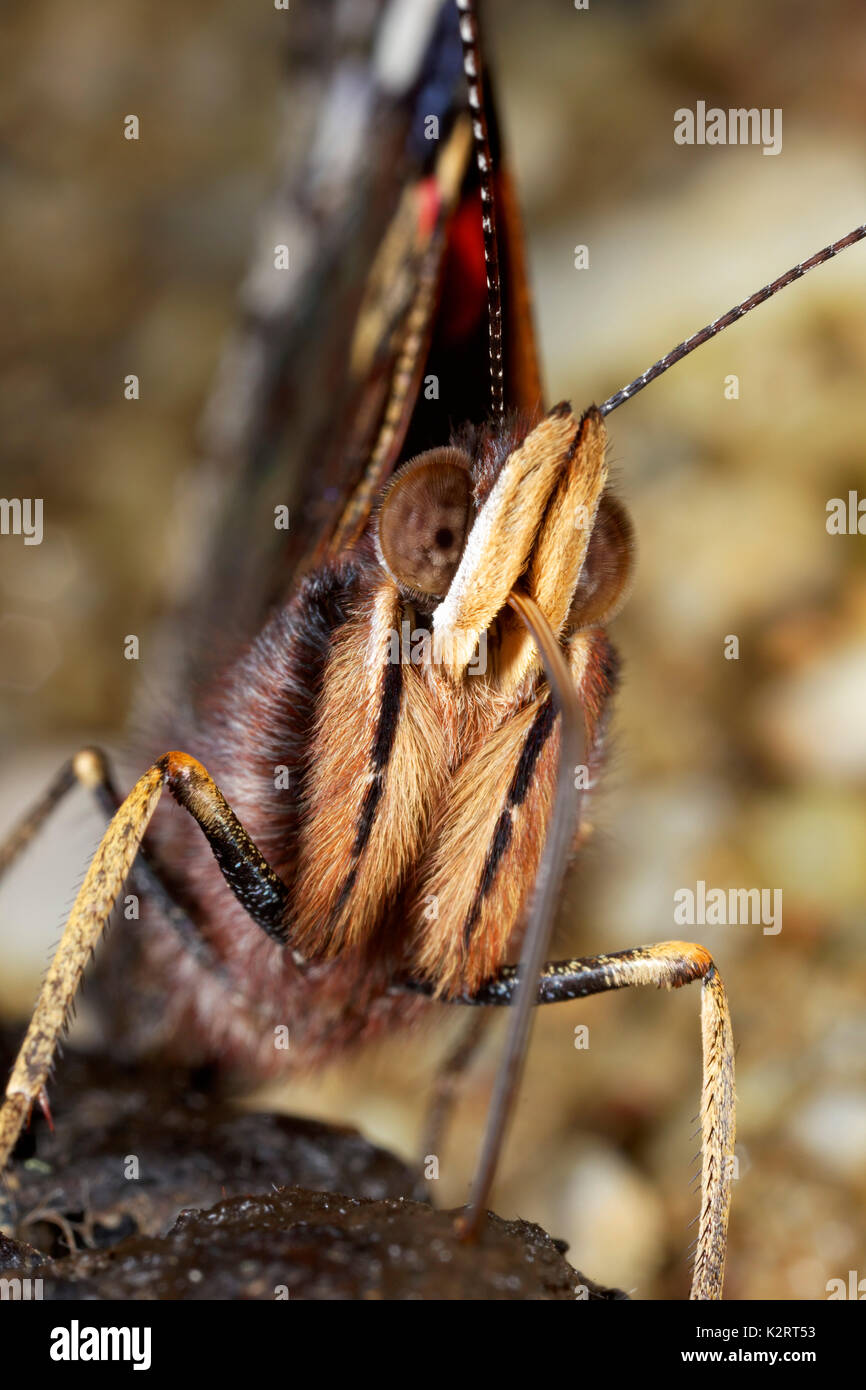 Butterfly head hi-res stock photography and images - Alamy