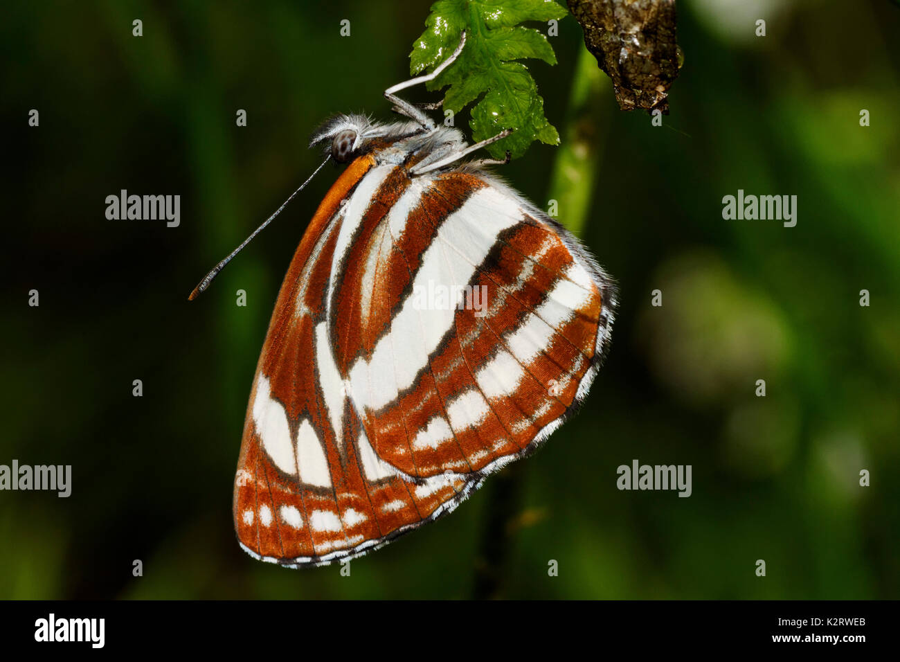 Common glider butterfly hi-res stock photography and images - Alamy