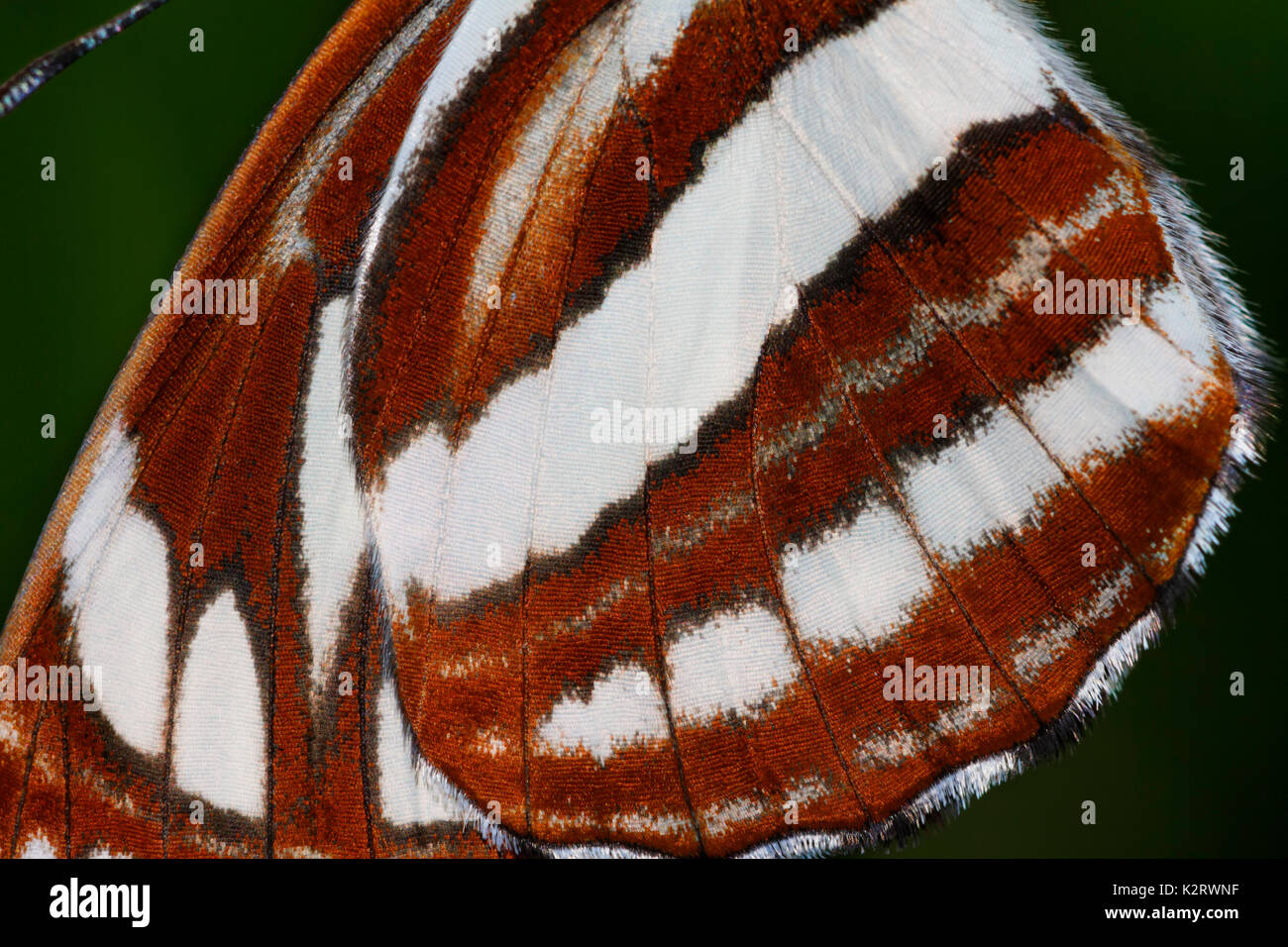 Common glider butterfly hi-res stock photography and images - Alamy