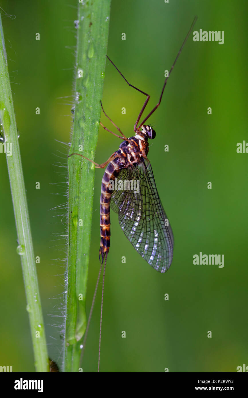 Mayfly on green background hi-res stock photography and images - Alamy