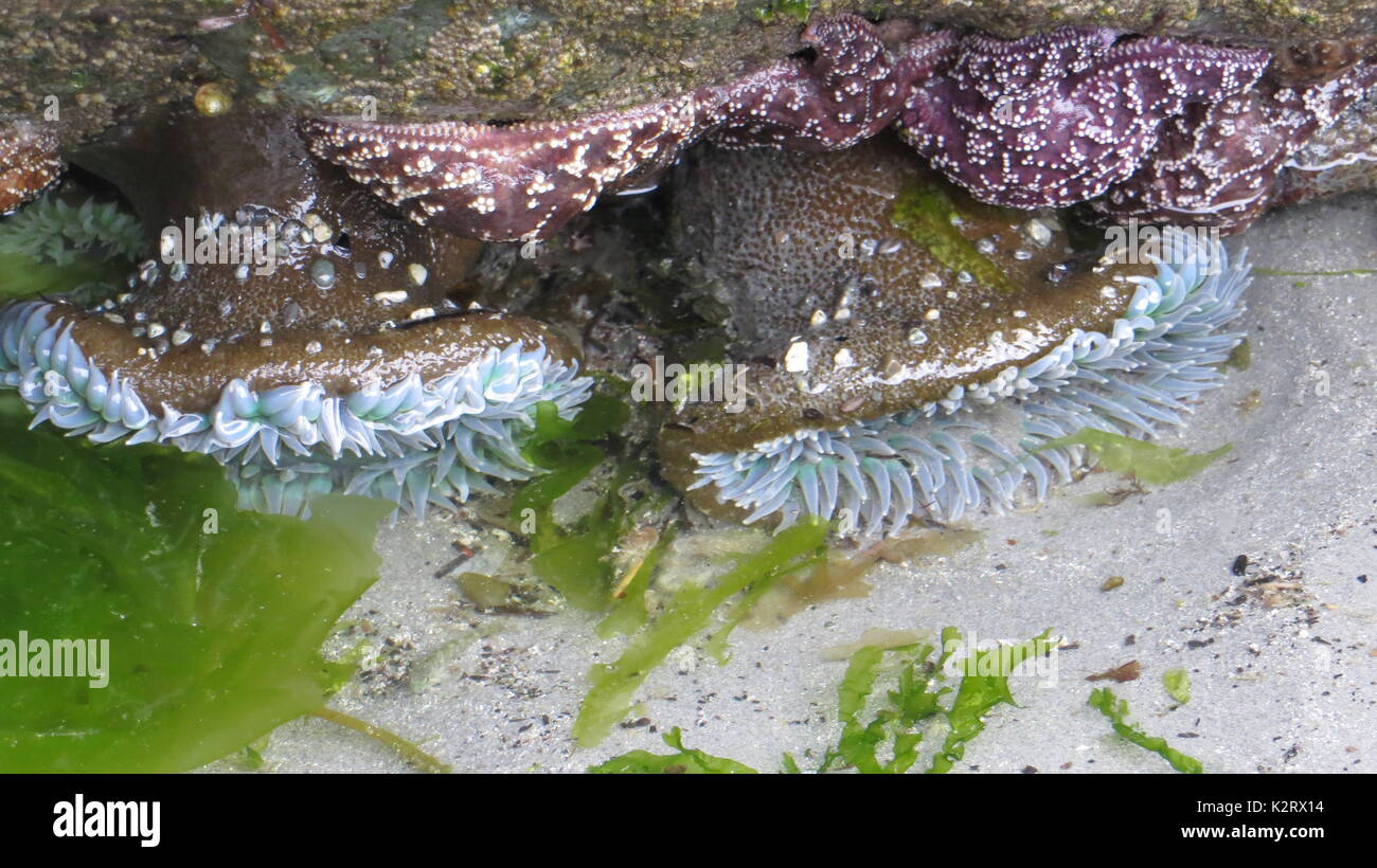 tide pool, blue anemone and starfish Stock Photo - Alamy