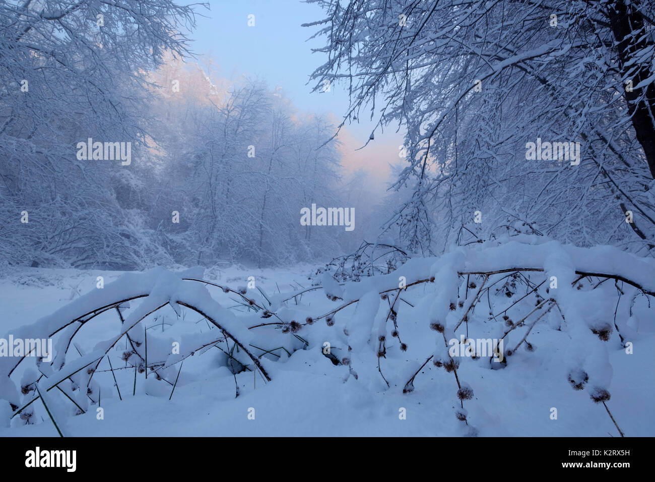 Soft snowfall in winter forest hi-res stock photography and images - Alamy