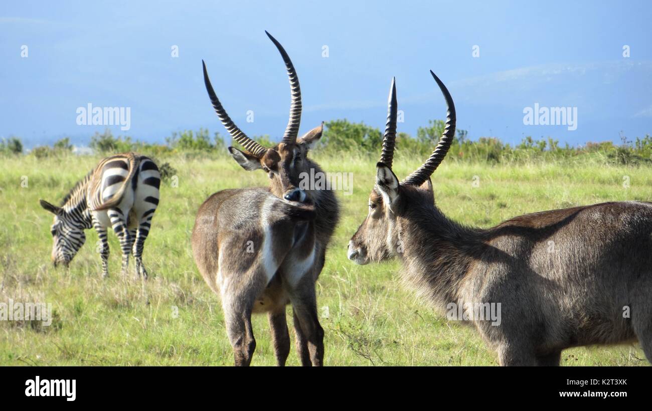 South african buck hi-res stock photography and images - Alamy
