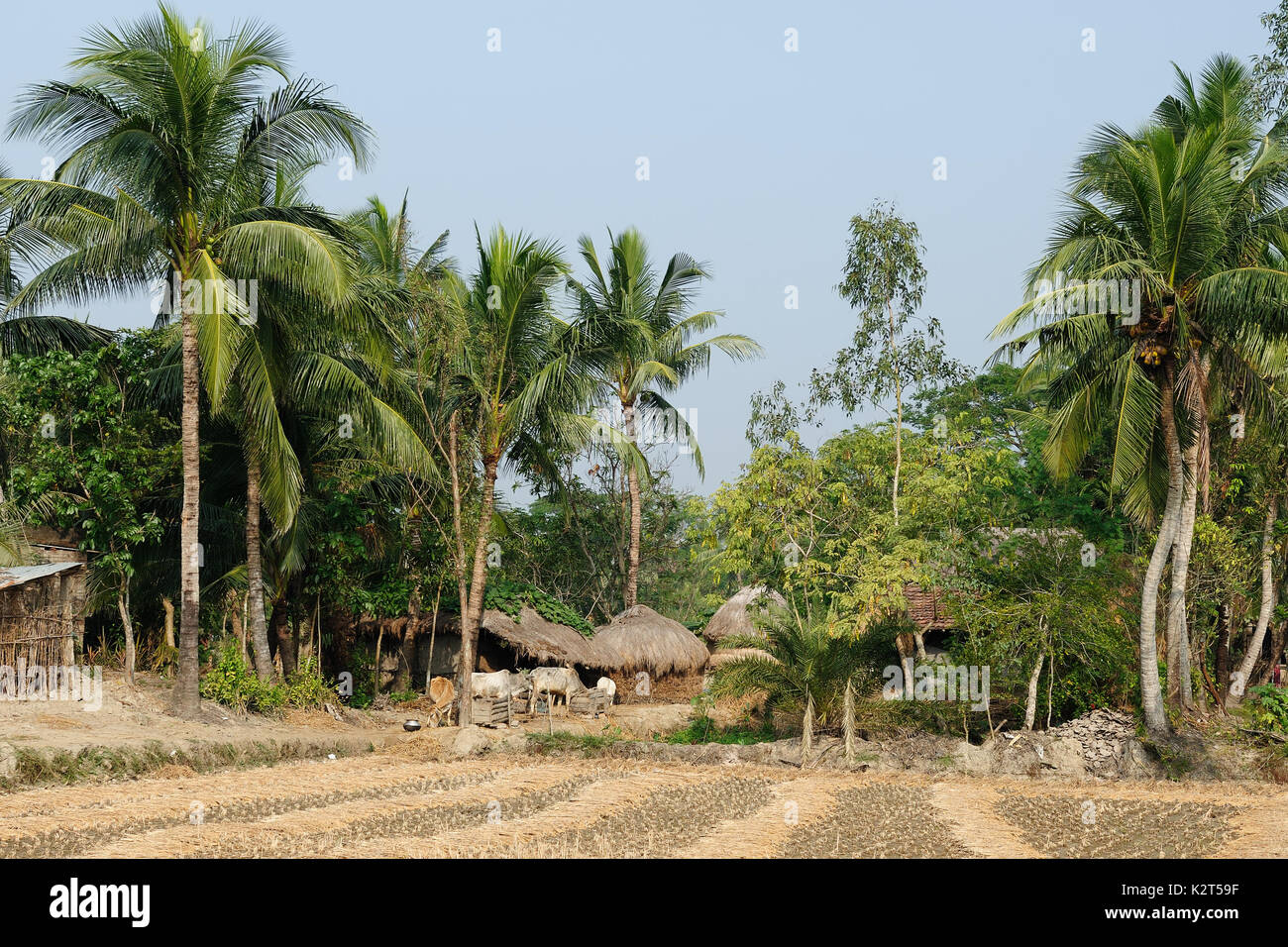 Sundarban village hi-res stock photography and images - Alamy