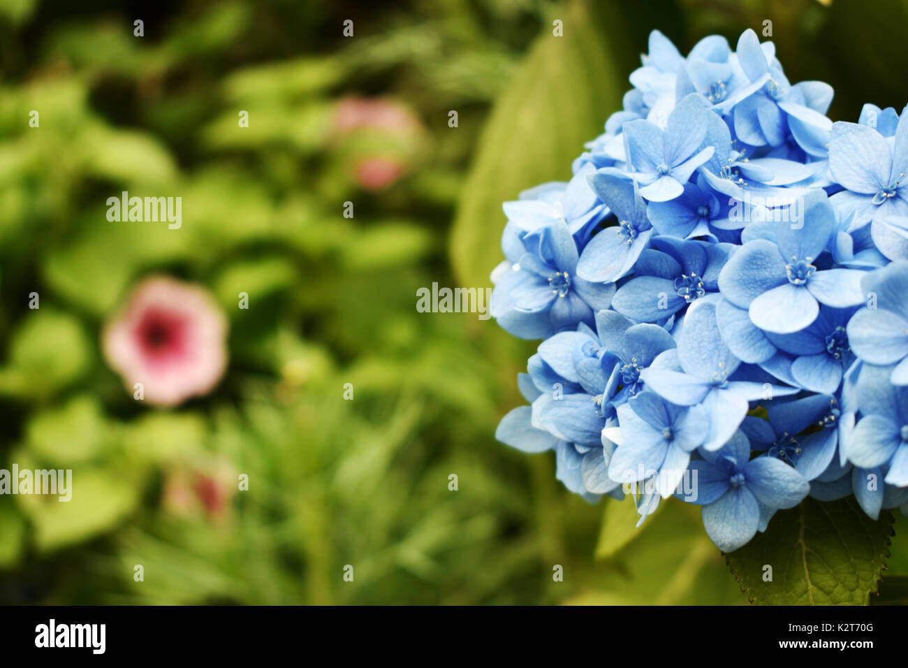 Light blue flower hi-res stock photography and images - Alamy