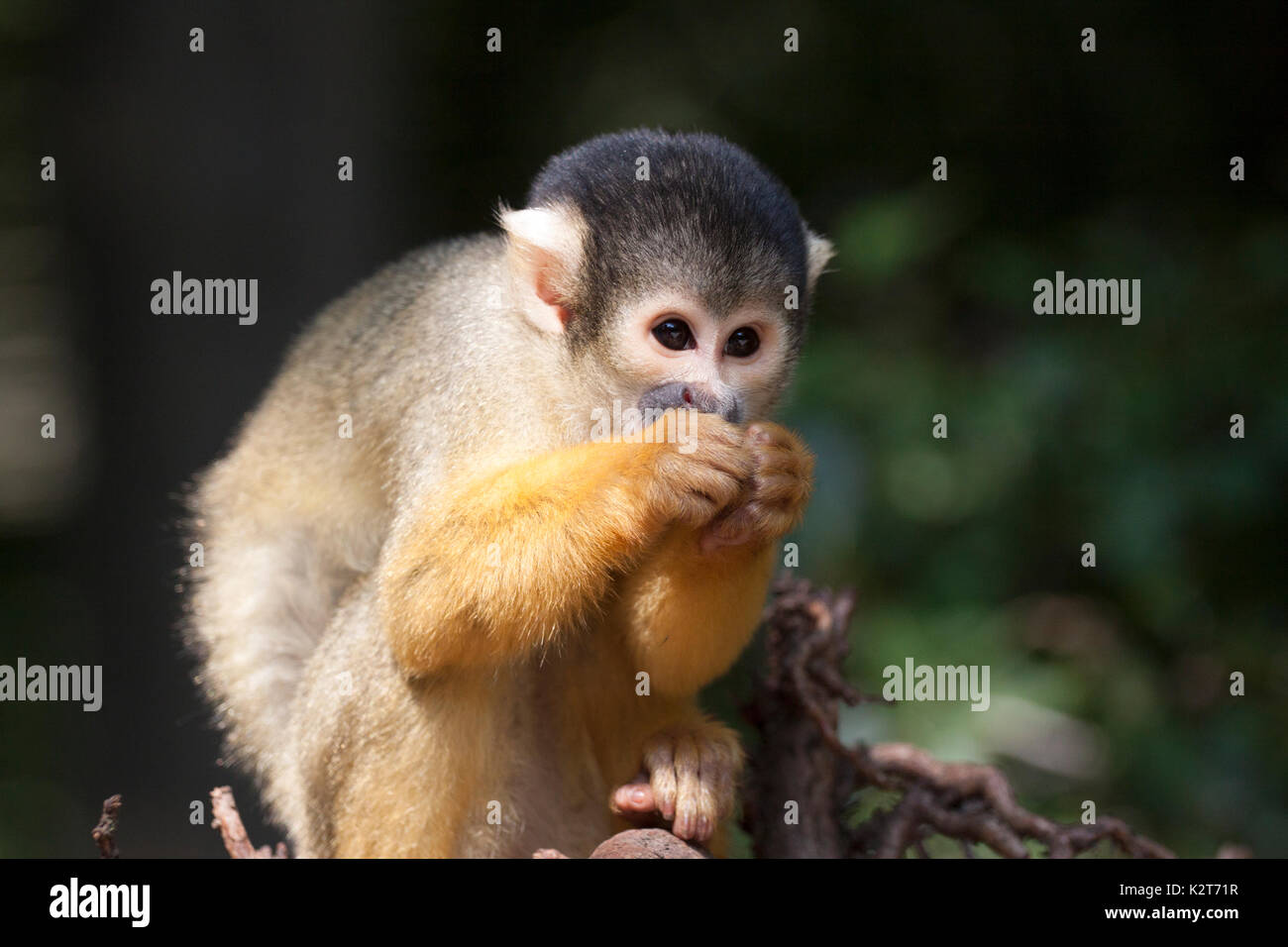 Baby squirrel teeth hi-res stock photography and images - Alamy