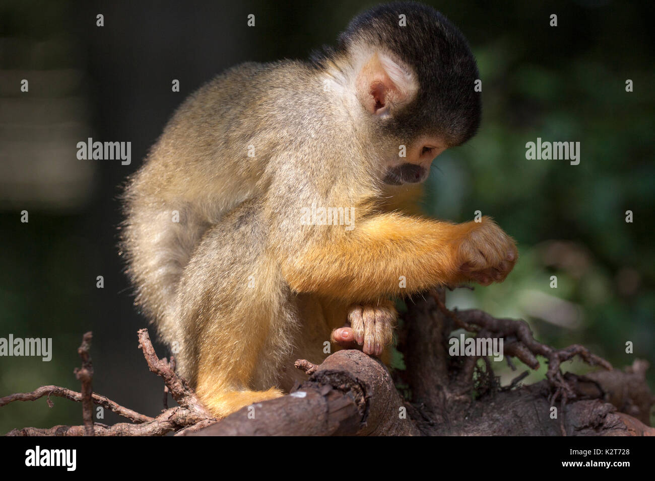 Baby squirrel teeth hi-res stock photography and images - Alamy