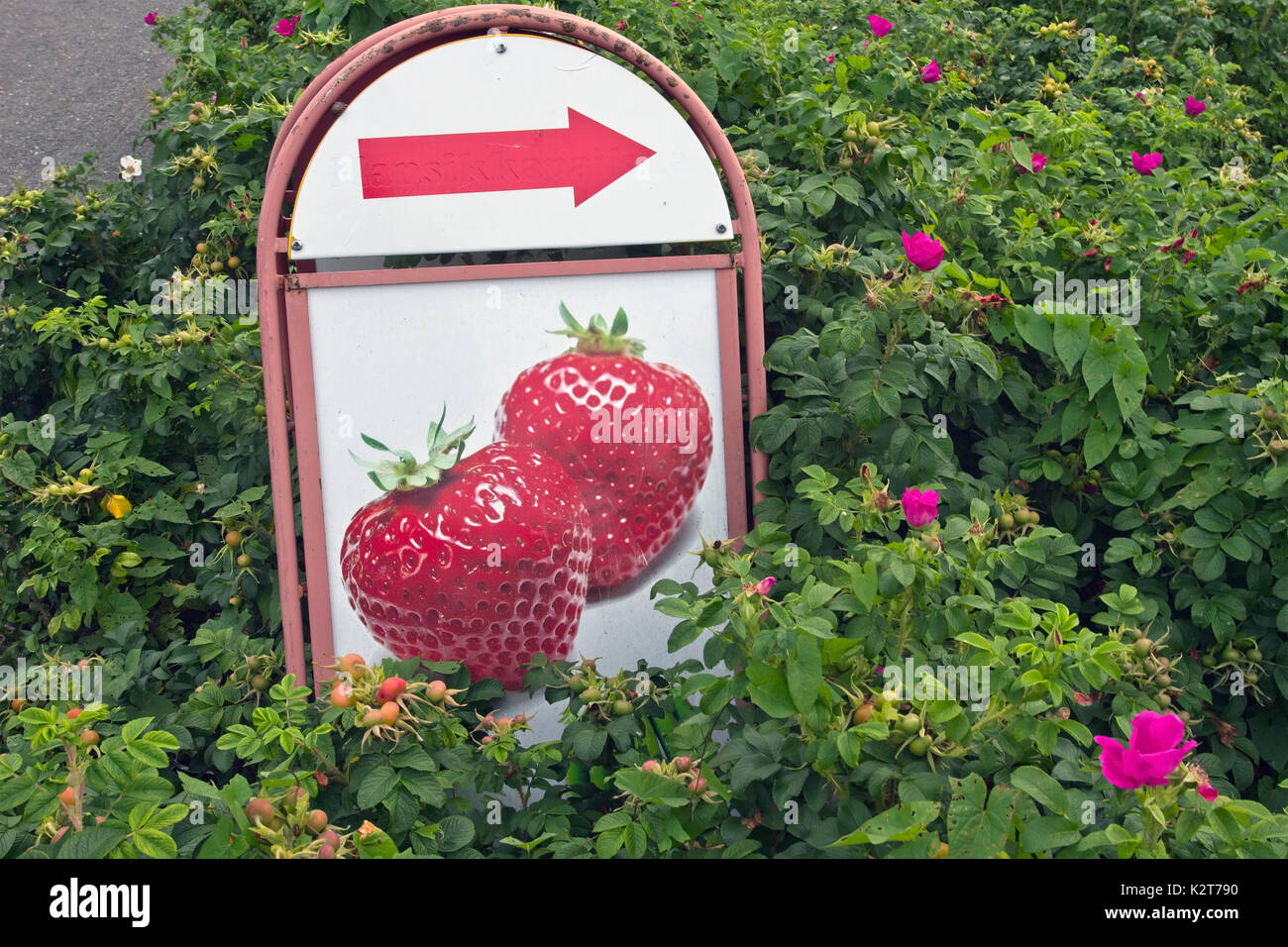 strawberry sellers sign Stock Photo - Alamy