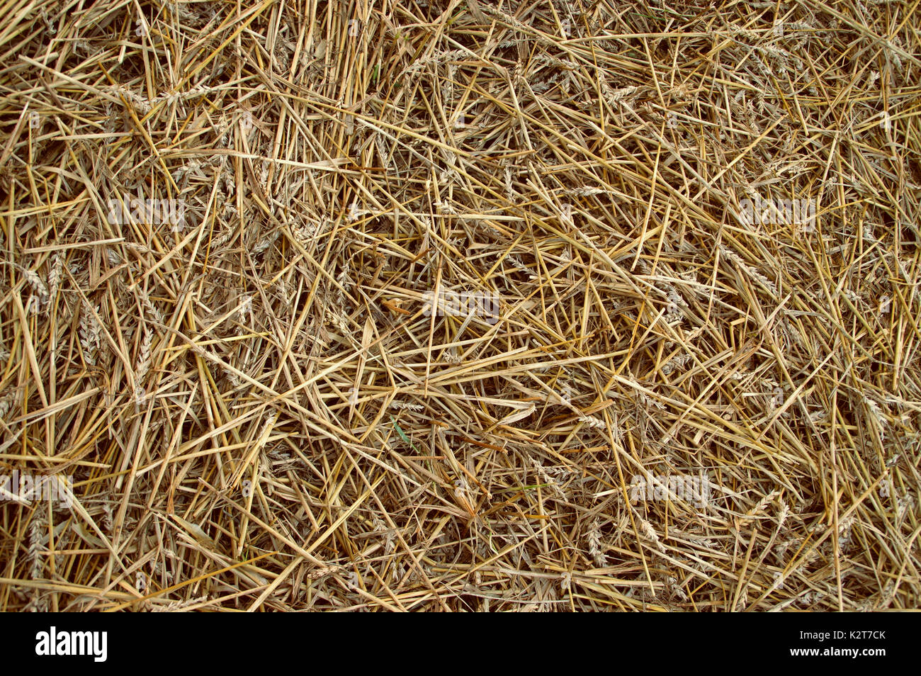 Hay texture hi-res stock photography and images - Alamy