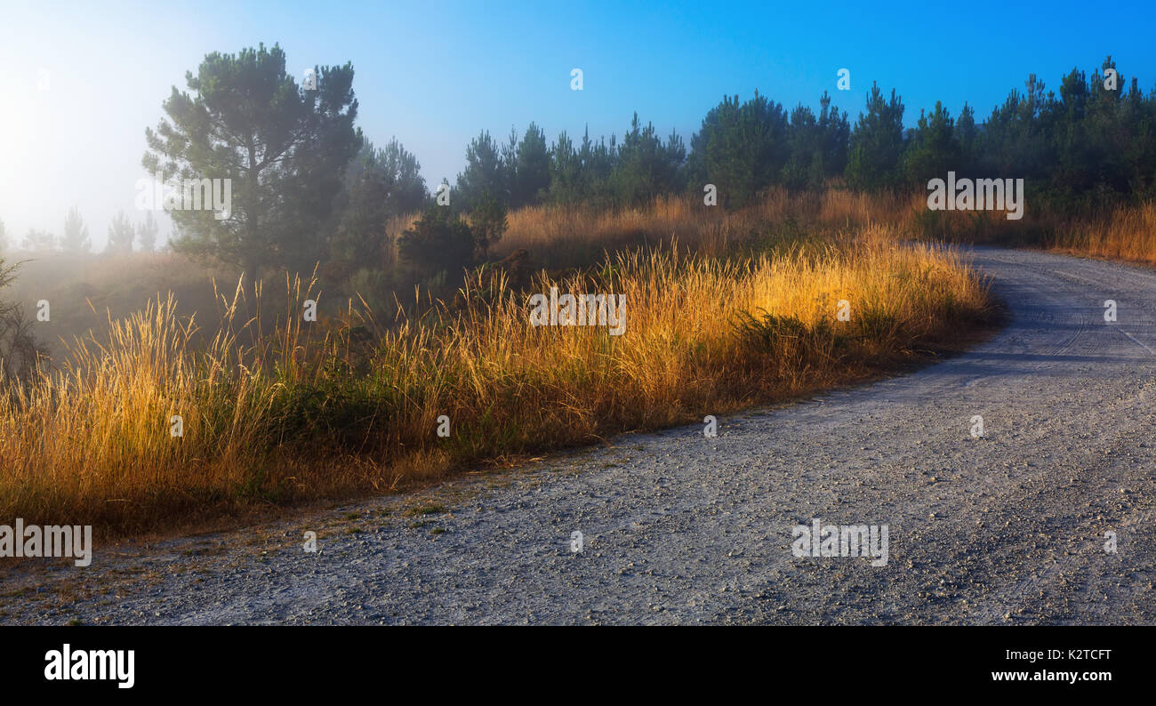Summer lanscape with road and pine forest in morning Stock Photo - Alamy