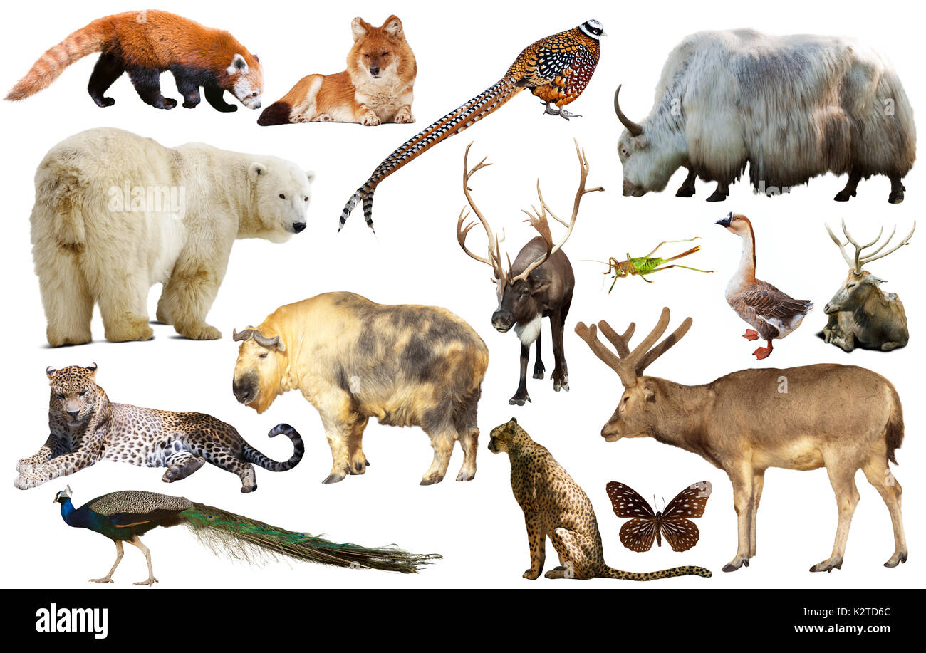 collection of different birds, mammals and reptiles from asia isolated ...
