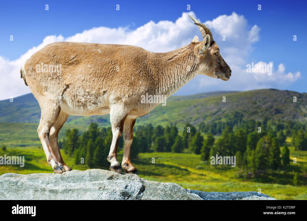 Standing female muflon on rock at wildness area Stock Photo - Alamy