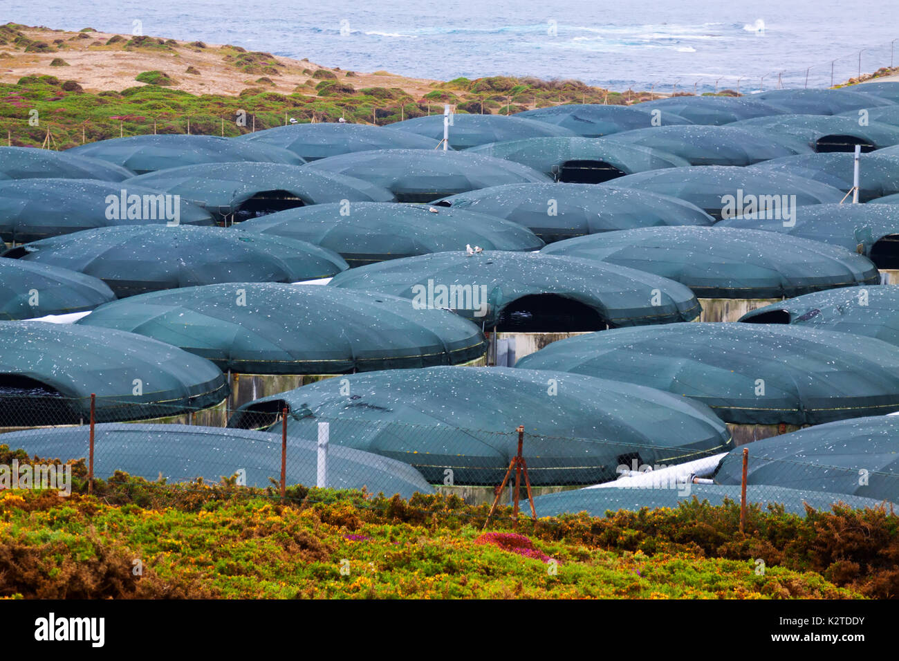 Sea farm for fish production at ocean coast. Spain Stock Photo - Alamy
