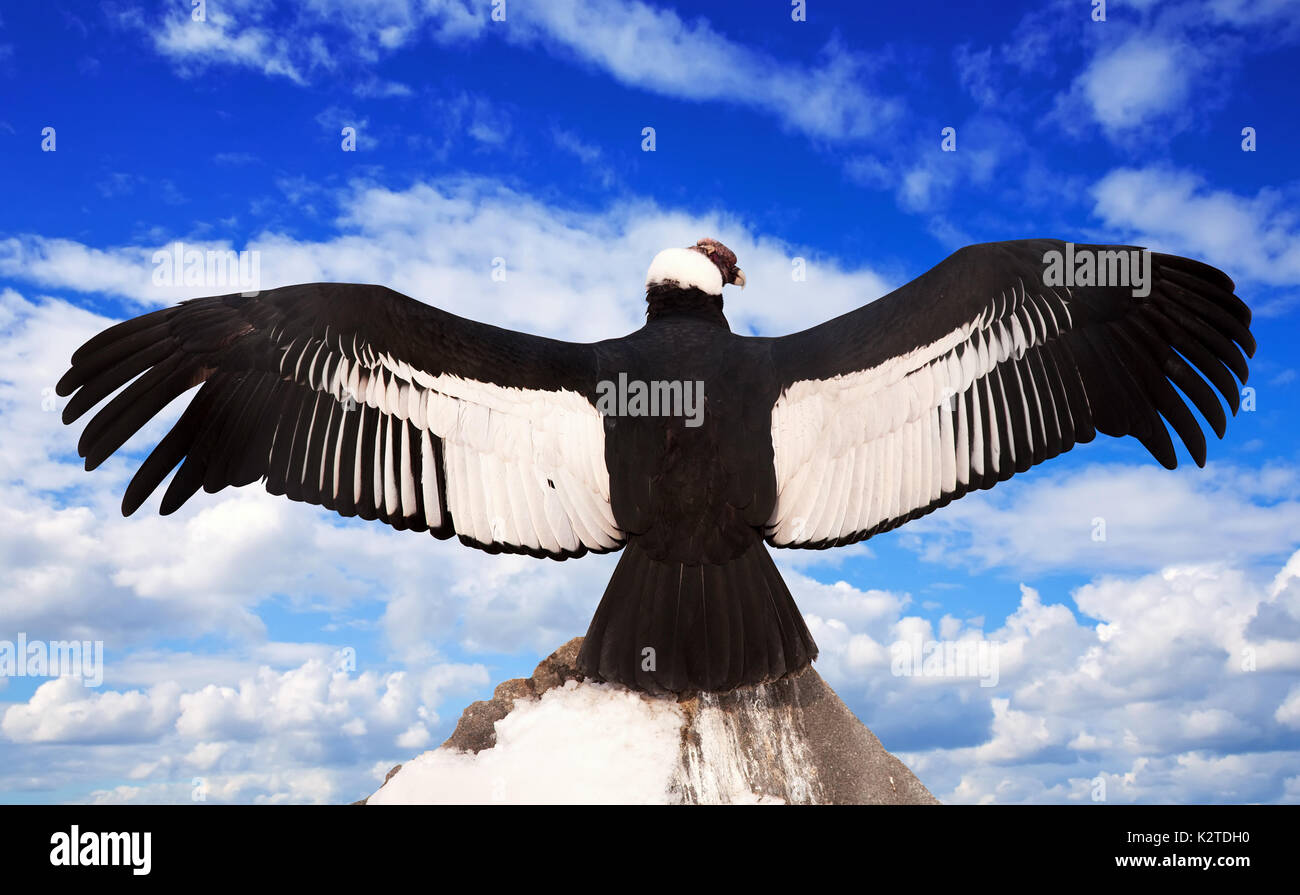 Andean condor on rock against sky background Stock Photo - Alamy