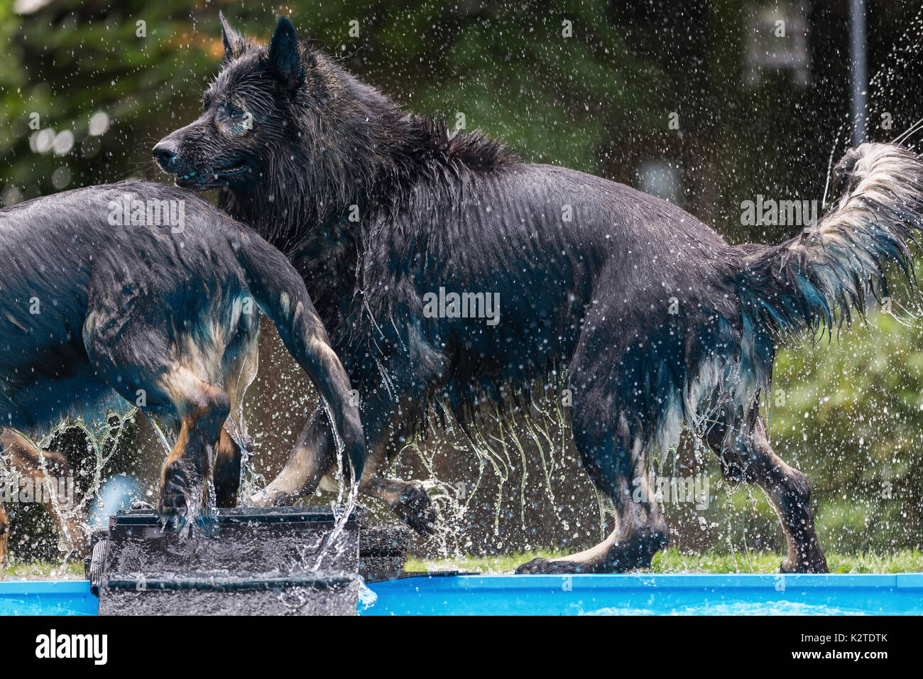 picture of Old German Shepherd dogs who play at a swimming pool Stock ...