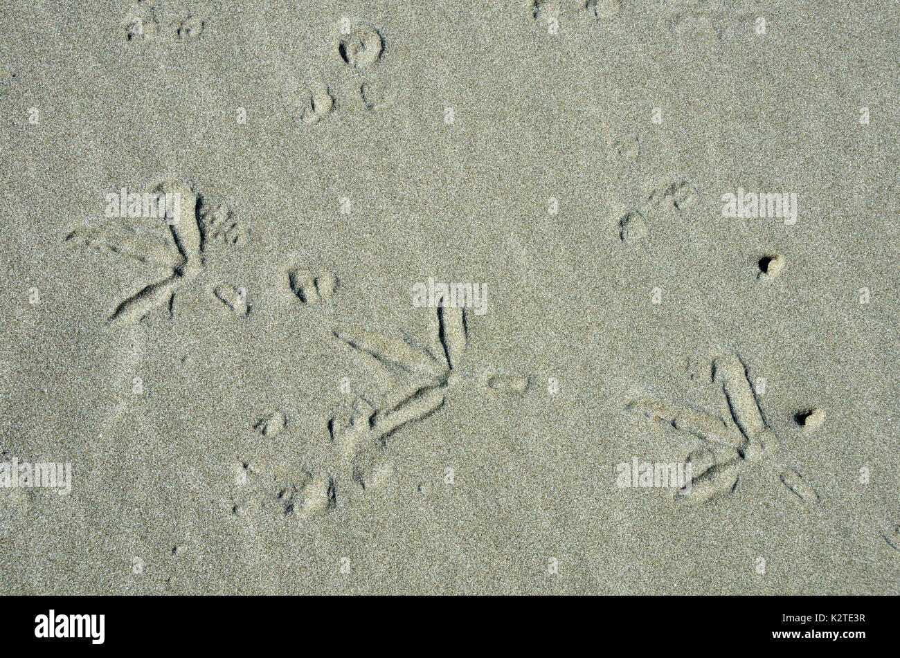 Bird footprints in sand, Ohope, Bay Of Plenty, North Island, New ...