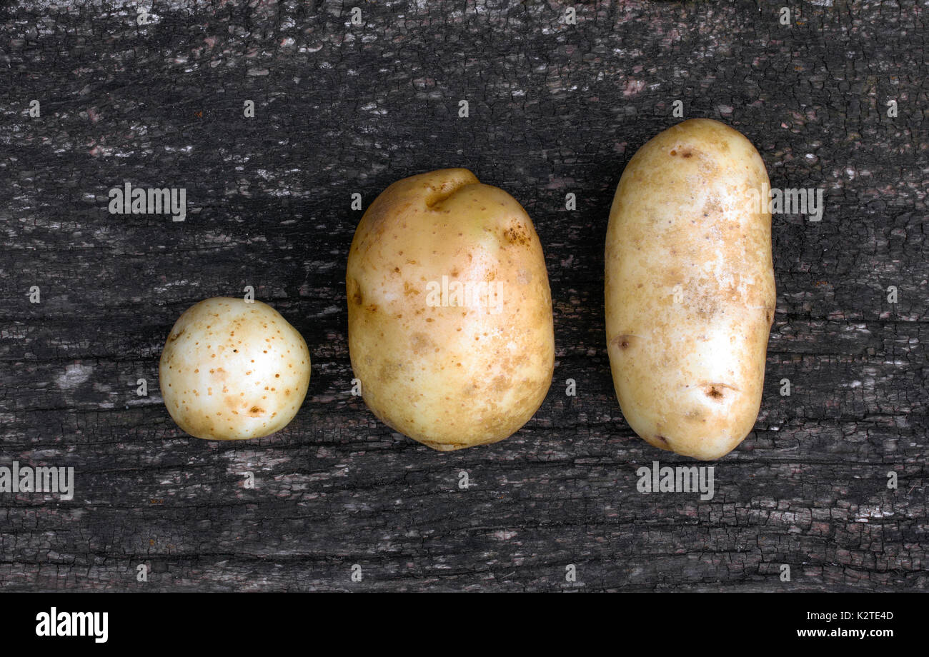 Three raw potatoes of different shapes on an old black wooden plank ...