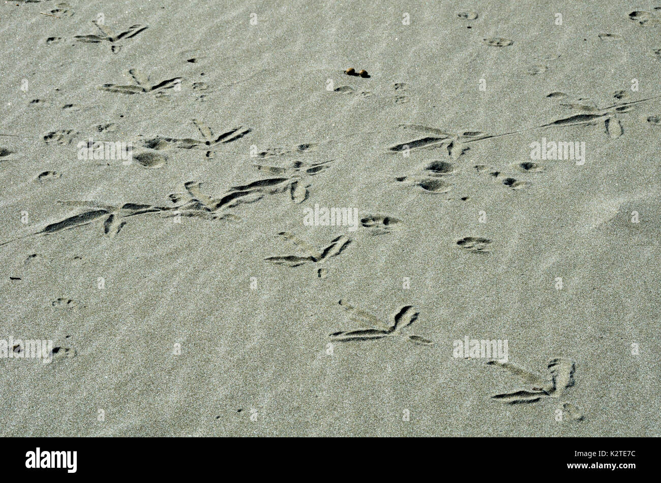 Bird footprints in sand hi-res stock photography and images - Alamy