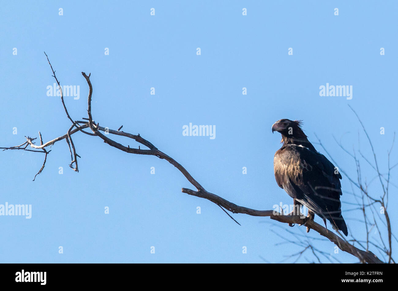 Aquila audax hi-res stock photography and images - Alamy
