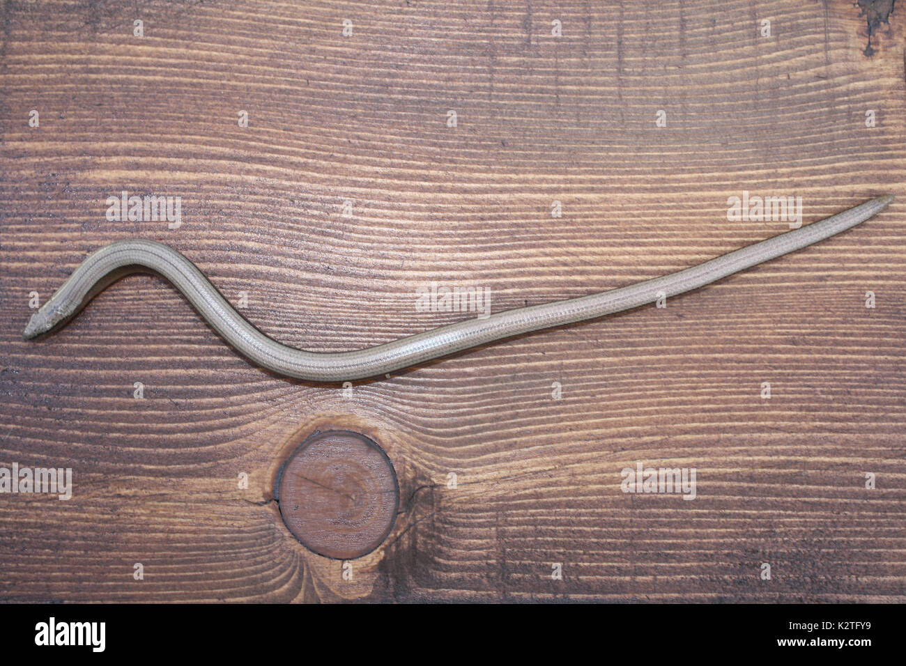 Creeping wooden snake hi-res stock photography and images - Alamy