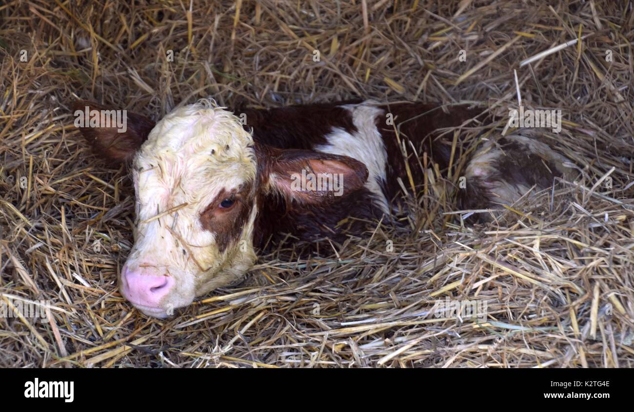 Simmentaler bull hi-res stock photography and images - Alamy
