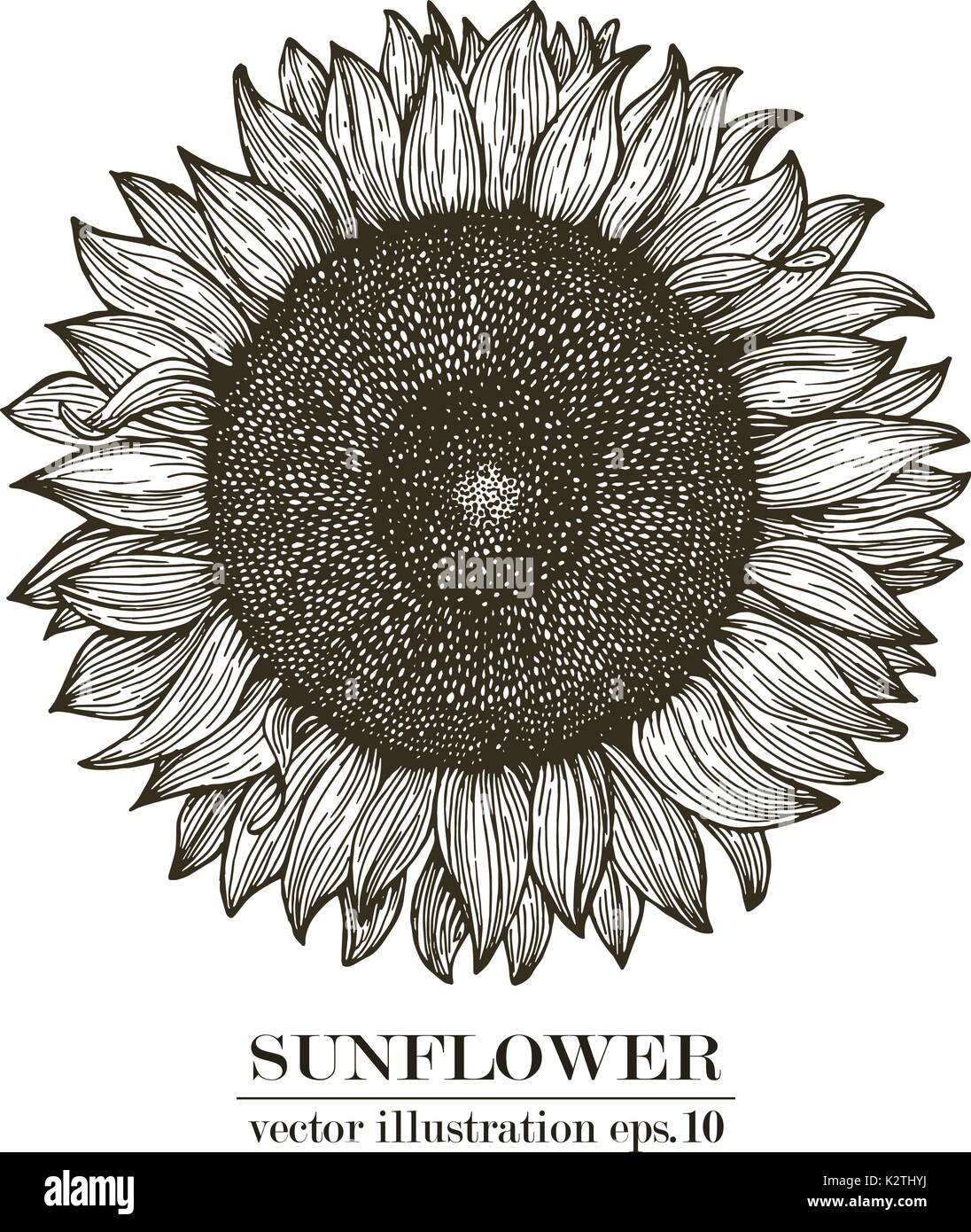 Vintage Sunflower Vector