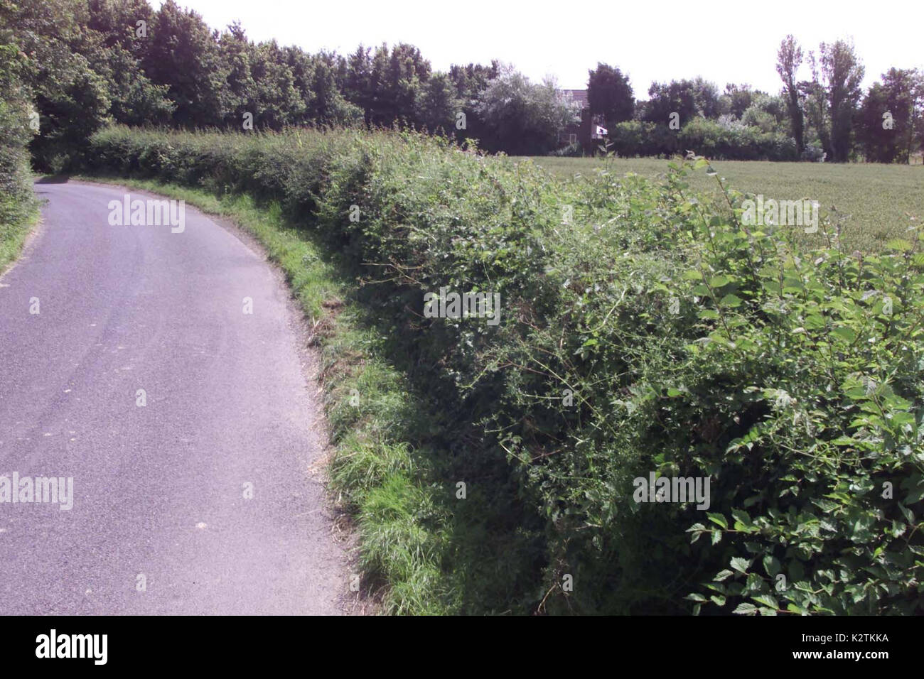 THE FIELD AND LANE TO THE REAR OF THE PROPERTY WHERE SARAH PAYNE ...
